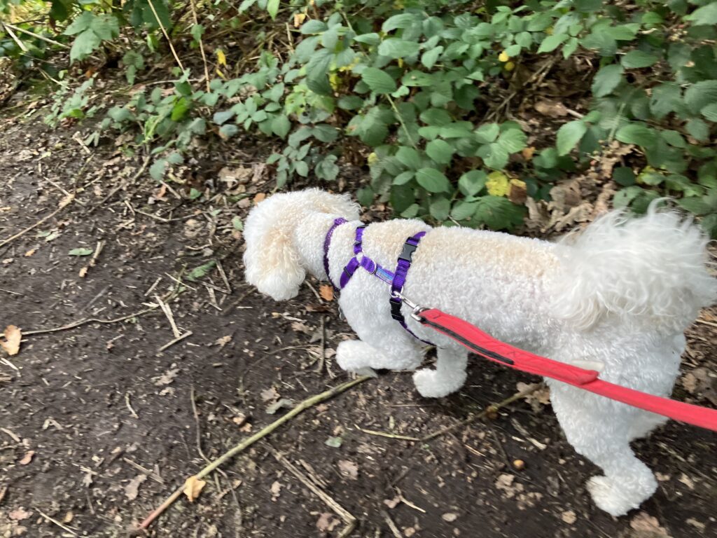 Walking Equipment - Heather's Walkies